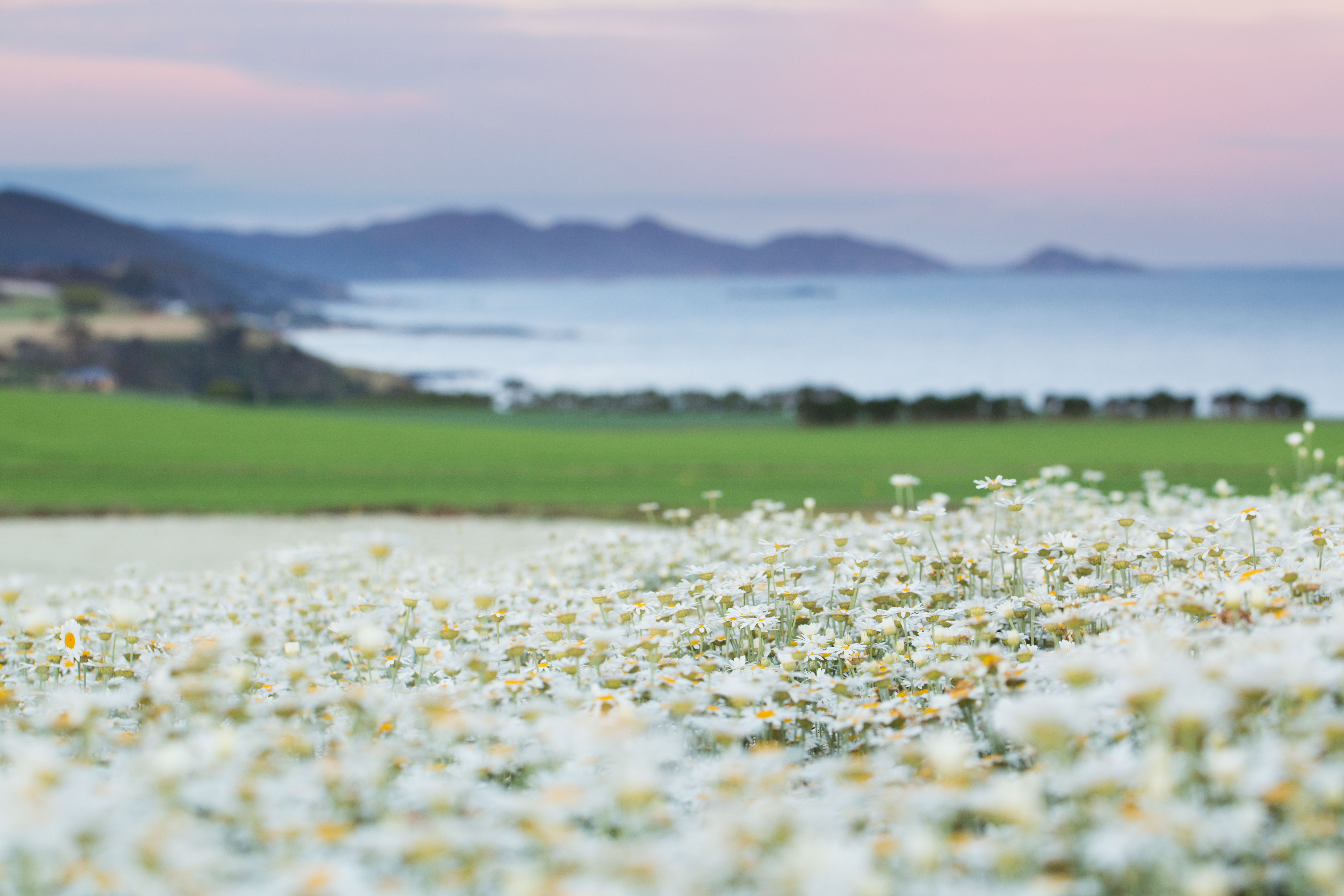 Benefits – Australian Natural Pyrethrins